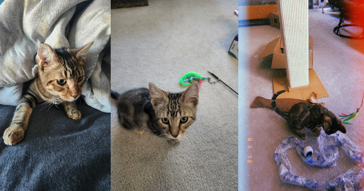Adopting a Cat as a College Student: Key Considerations – Jalen Gooch